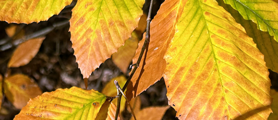 Beech, The Tree of Breath • Hearthstone Healing